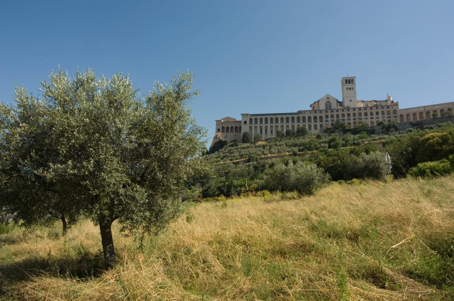 DOP - Evo Umbria Oil
