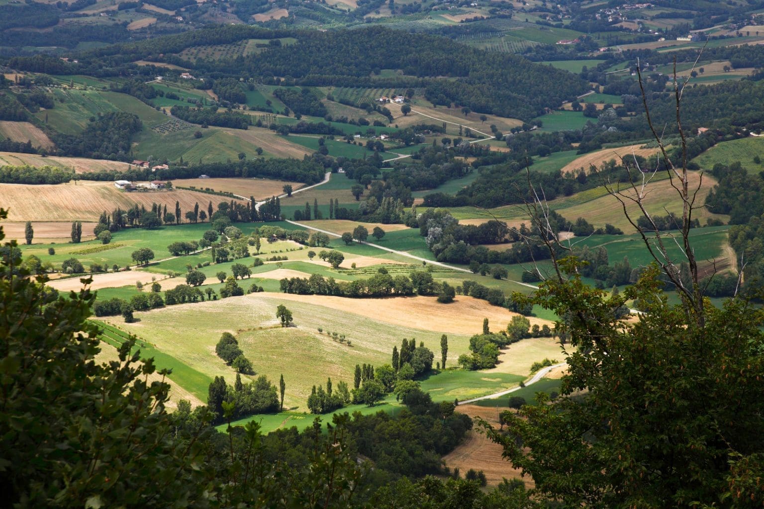 DOP - Evo Umbria Oil