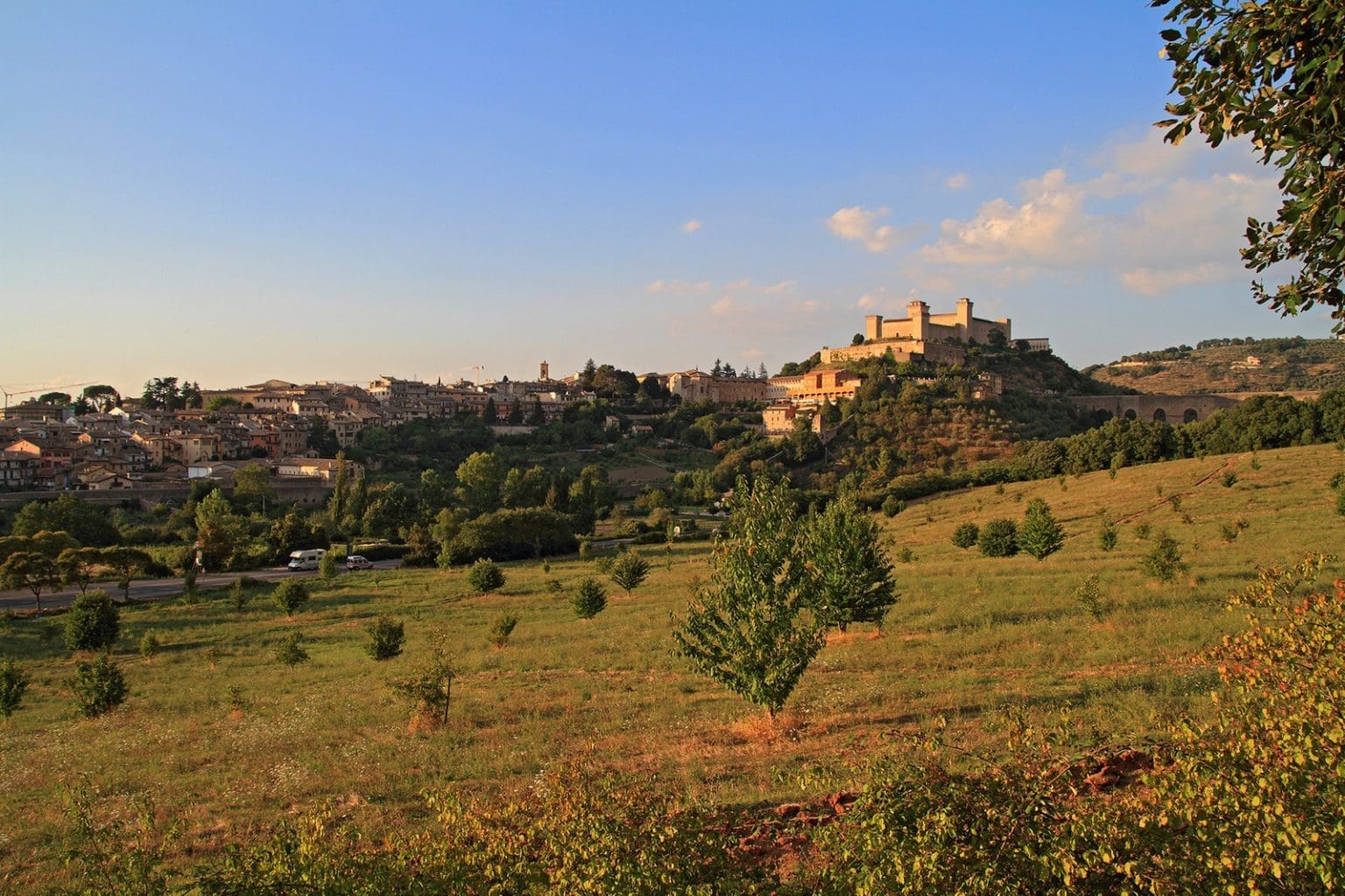DOP - Evo Umbria Oil